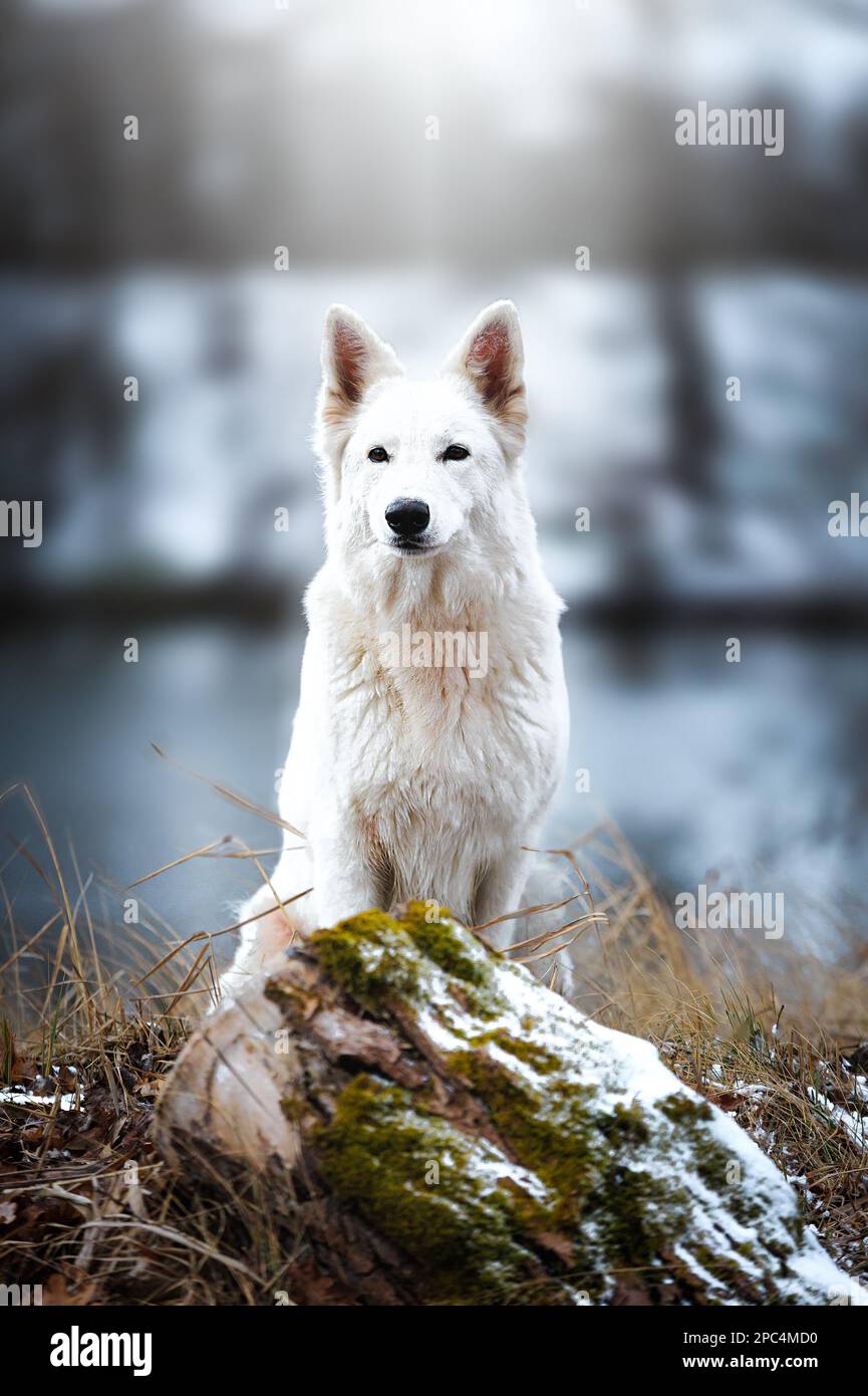 White Swiss Shepherds laying, posing, jumping and smiling on walking ...