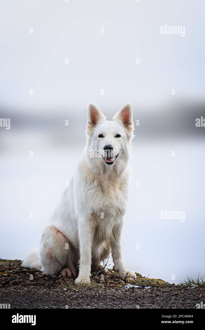 White Swiss Shepherds laying, posing, jumping and smiling on walking ...