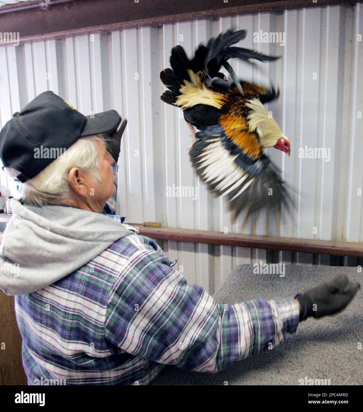 ** TO GO WITH SLUG EEUU RIAS DE GALLOS ** Mike Ratliff demonstrates ...