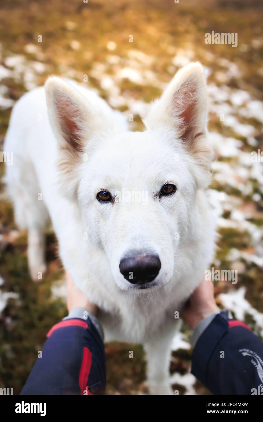 White Swiss Shepherds laying, posing, jumping and smiling on walking ...
