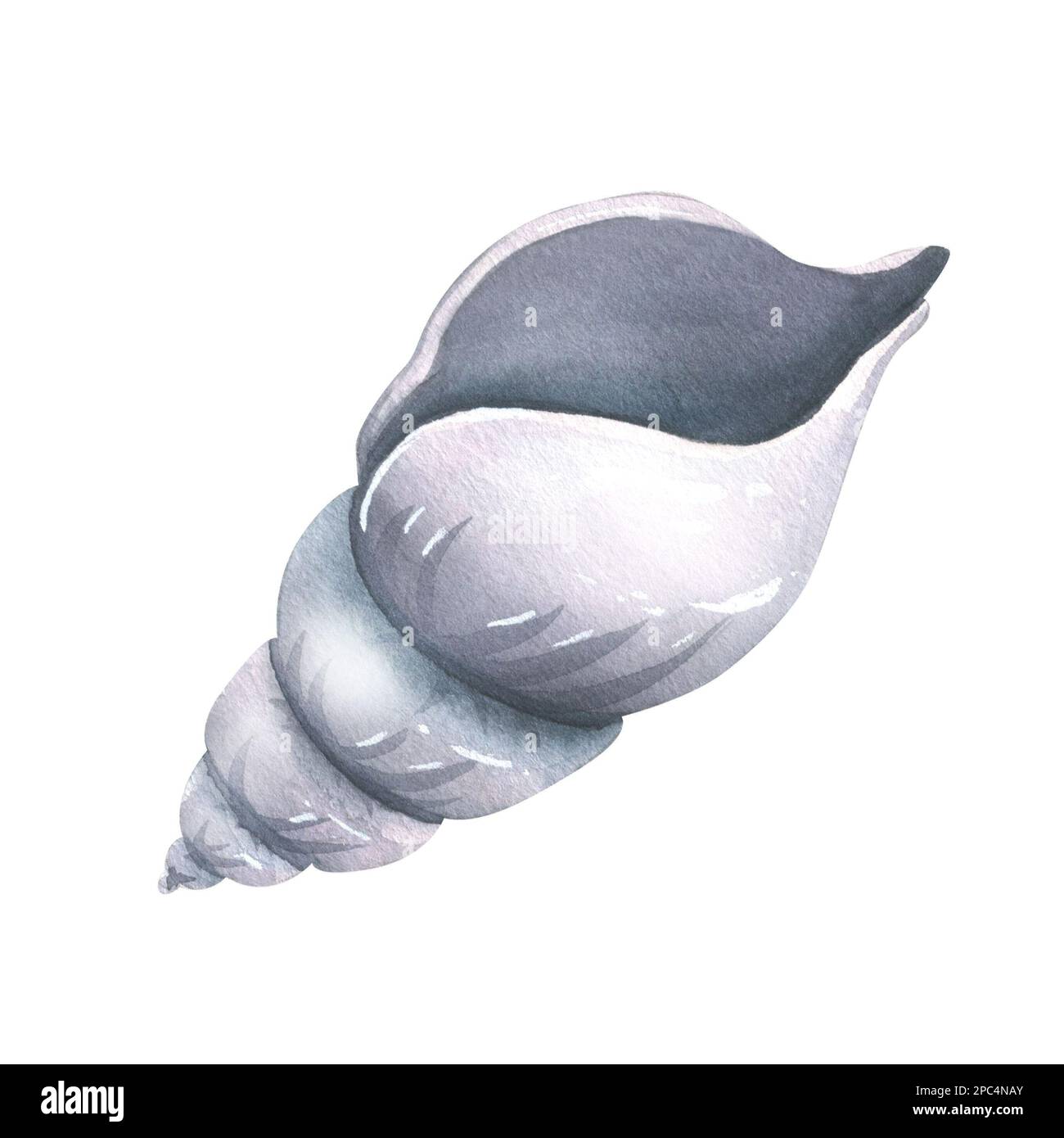 Shell sea spiral gray color. Watercolor illustration. Isolated object ...