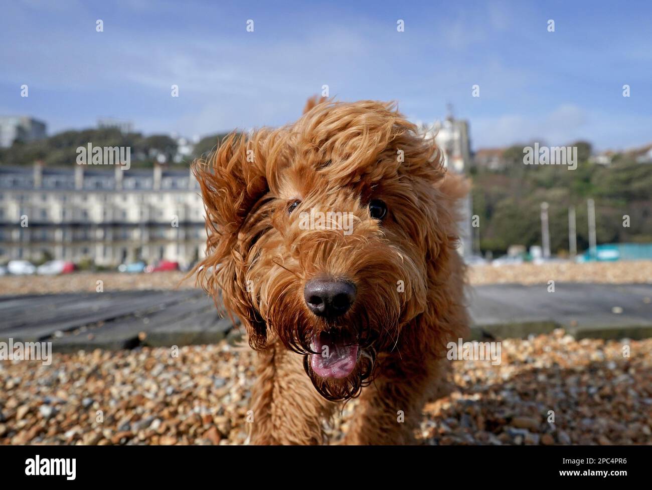 A dogs enjoys the strong winds during a trip to the beach in Folkestone ...