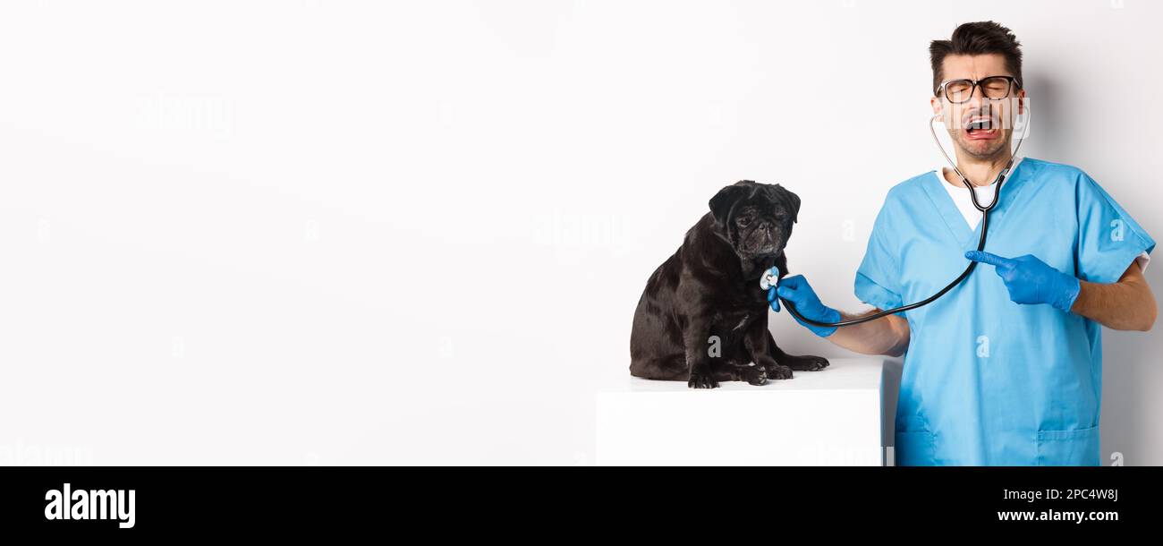 Sad male vet doctor examining cute little dog pug with stethoscope ...