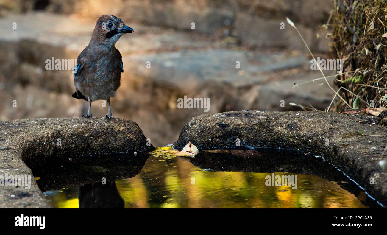 Closeup of jay in a stone fountain with greenish water Stock Photo - Alamy
