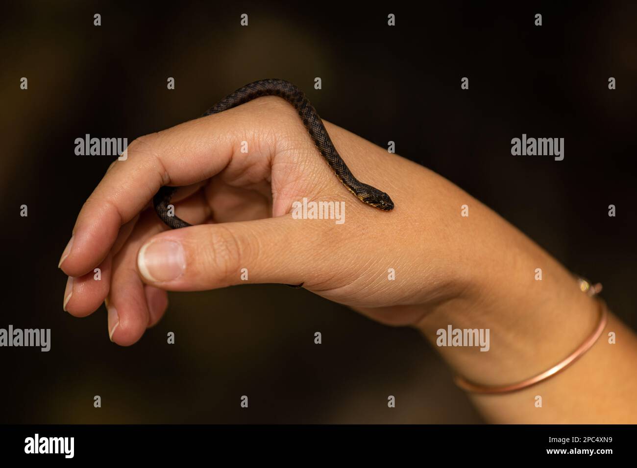 Human snake hi-res stock photography and images - Alamy