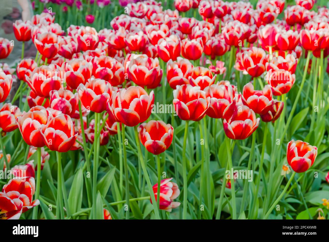 Tulip dutch design hi-res stock photography and images - Alamy