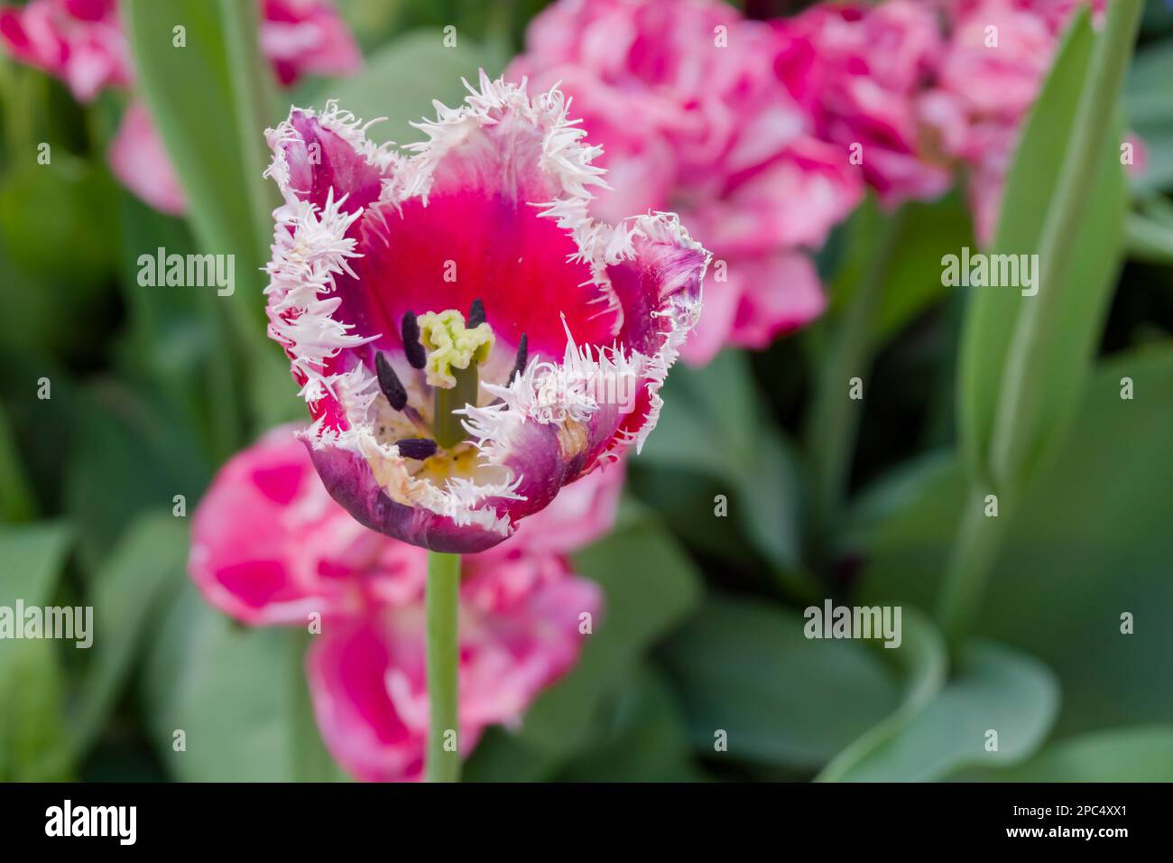 Pink and white fringed tulip siesta and pink tulip flowers - close up ...