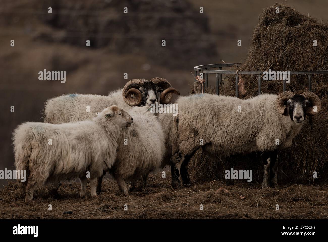 Two ewes hi-res stock photography and images - Alamy