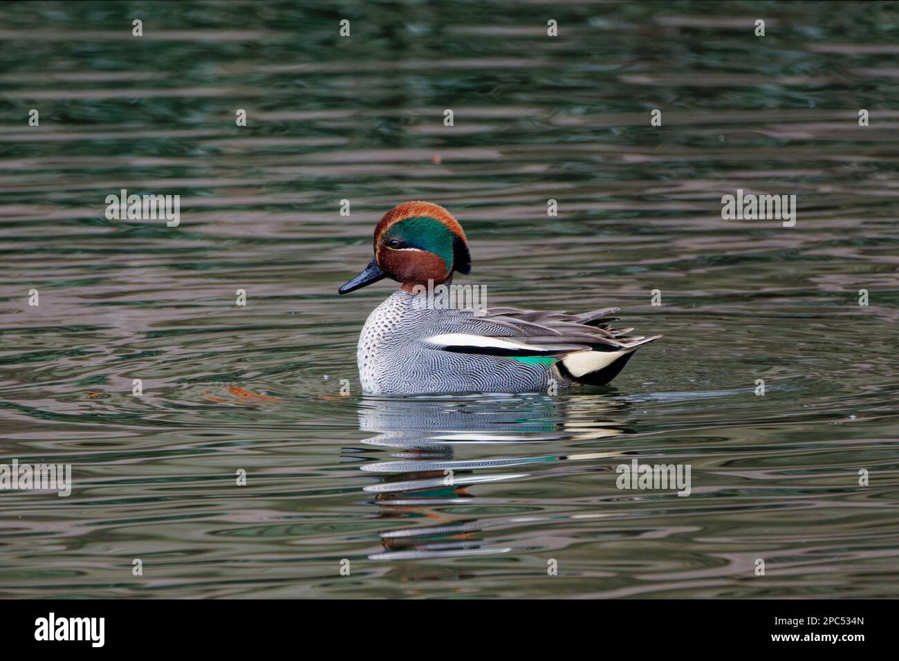 Male Teal (Anas crecca) floating Stock Photo - Alamy