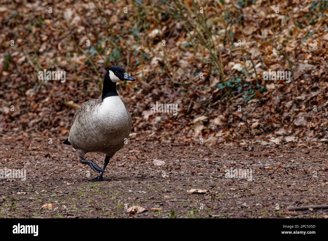 A Canada Goose (Branta canadensis) walking on path Stock Photo - Alamy