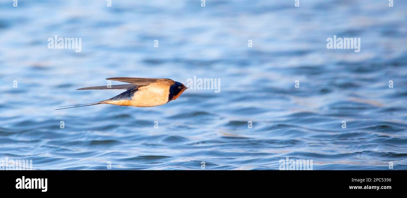 Barn swallow Hirundo rustica flies over the water and catches insects ...