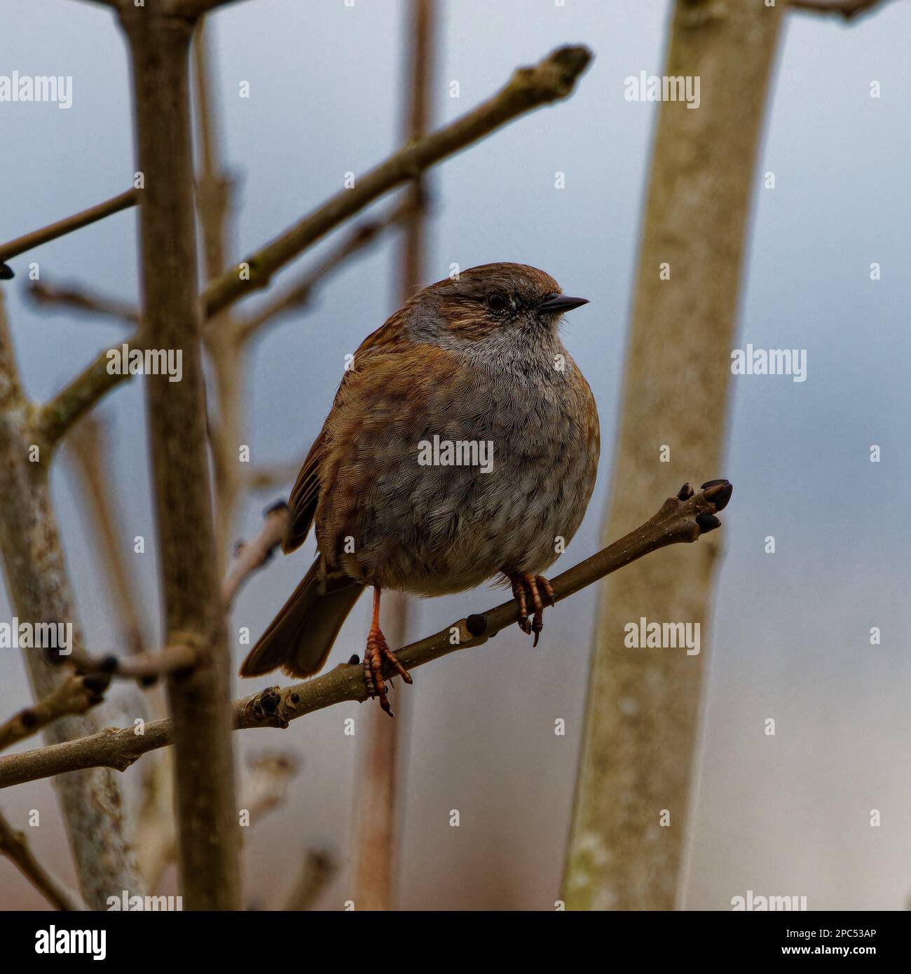 Dunnock on twig hi-res stock photography and images - Alamy
