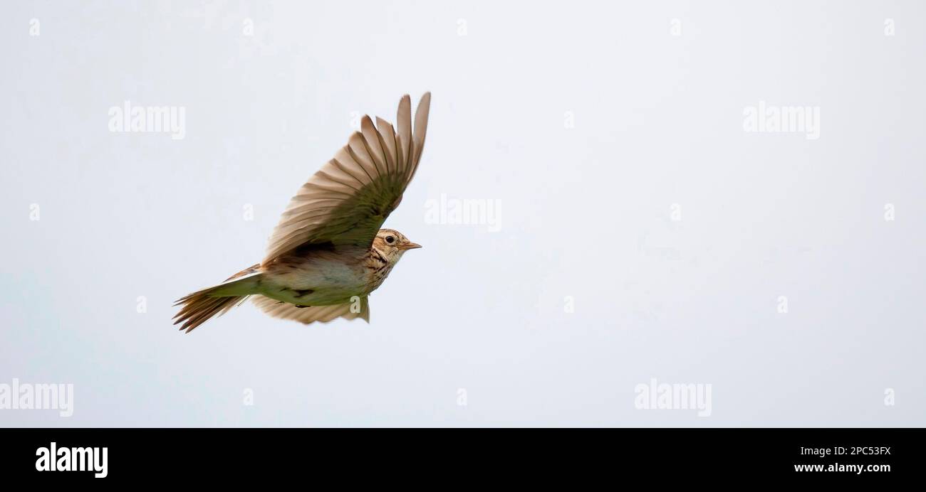 The Eurasian skylark Alauda arvensis in flight, the best photo Stock ...