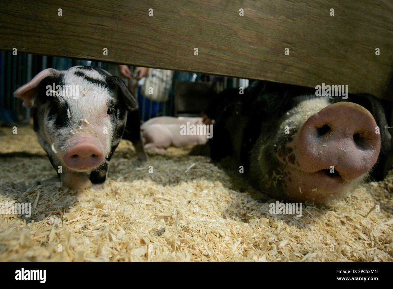 A two-week old piglet, left, crawls under a fence as its mother keeps a ...