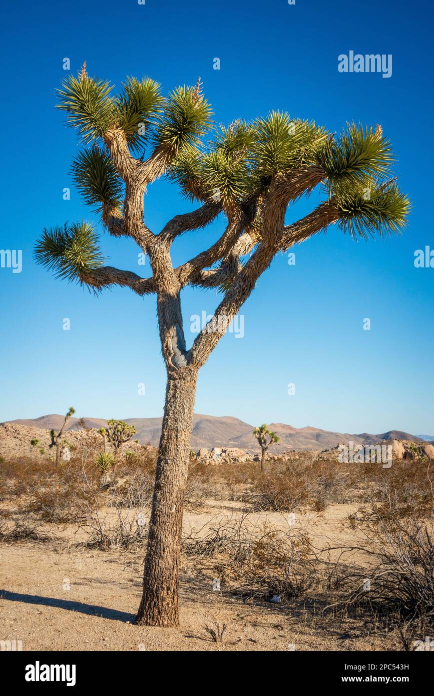 Stargazing at joshua tree national park hi-res stock photography and ...