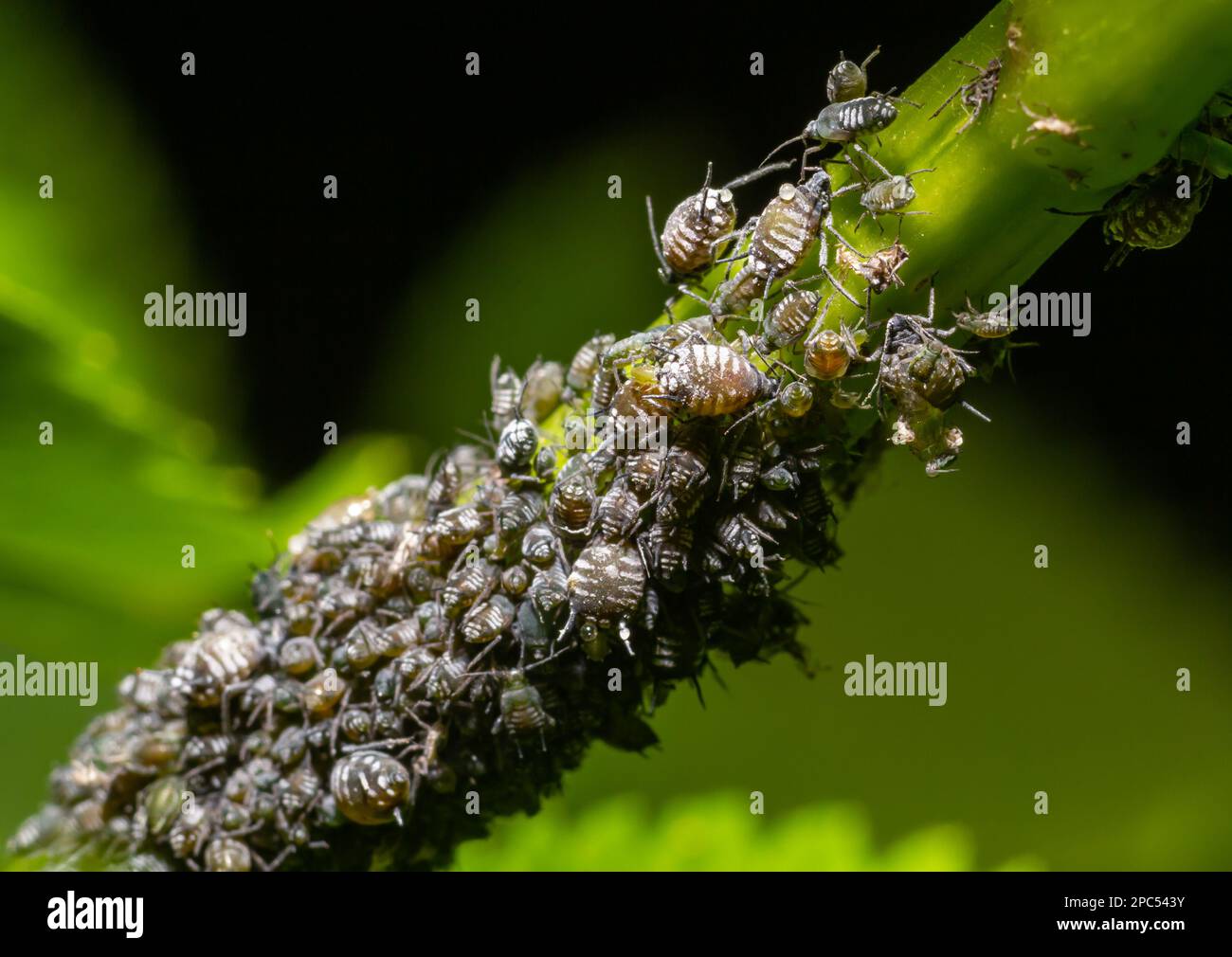 Aphids, plant lice, greenflies, blackflies or whiteflies, Cinara ...