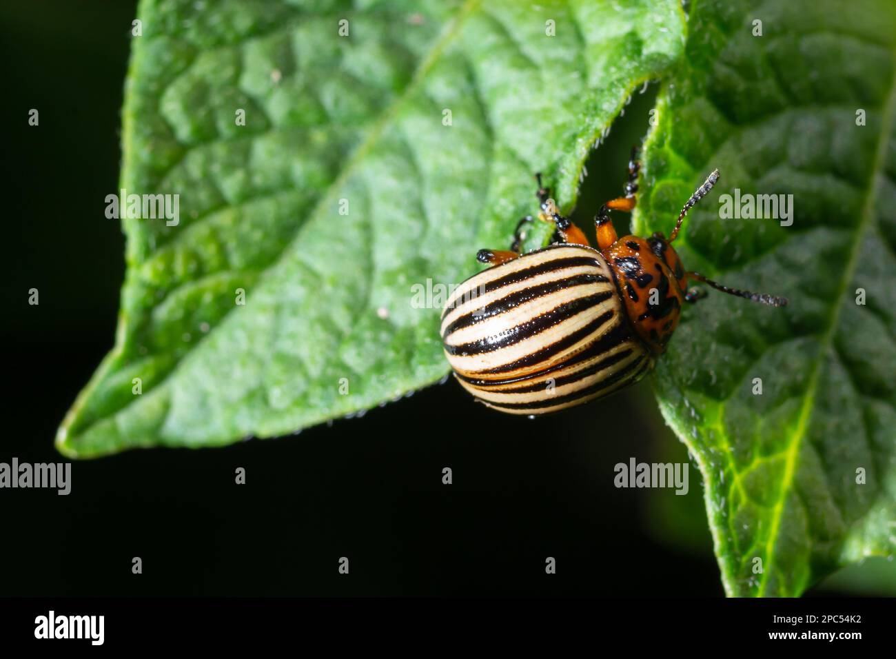 Colorado Potato Striped Beetle - Leptinotarsa Decemlineata Is A Serious ...
