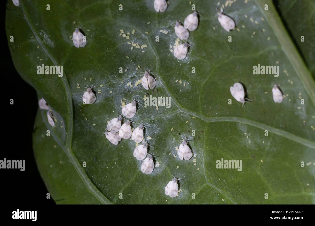 Whitefly Aleyrodes proletella agricultural pest on cabbage leaf Stock ...