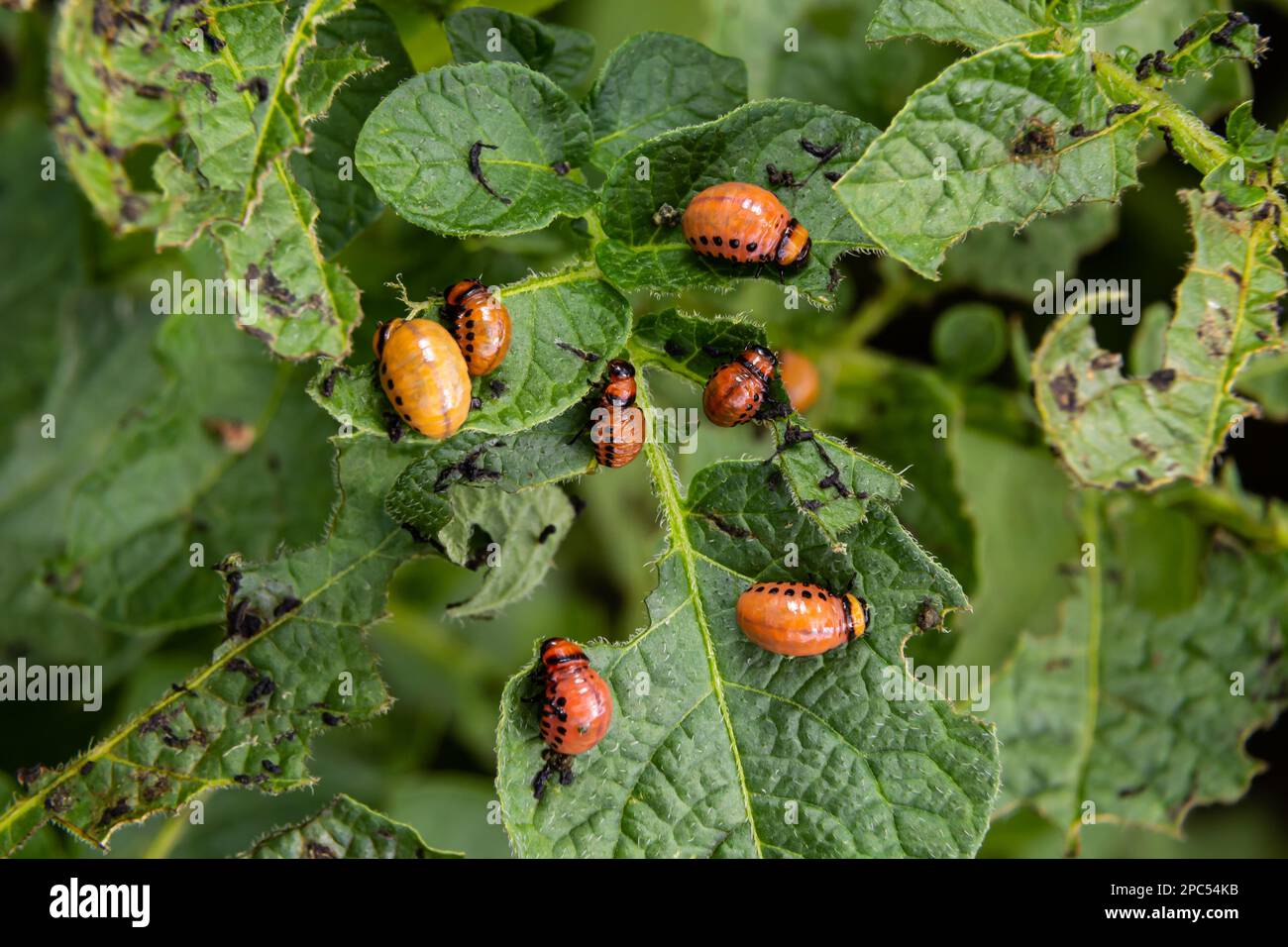 Colorado potato beetle - Leptinotarsa decemlineata on potato bushes ...