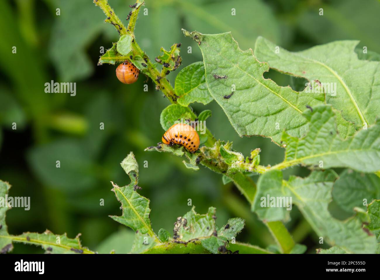 Colorado potato beetle - Leptinotarsa decemlineata on potato bushes ...