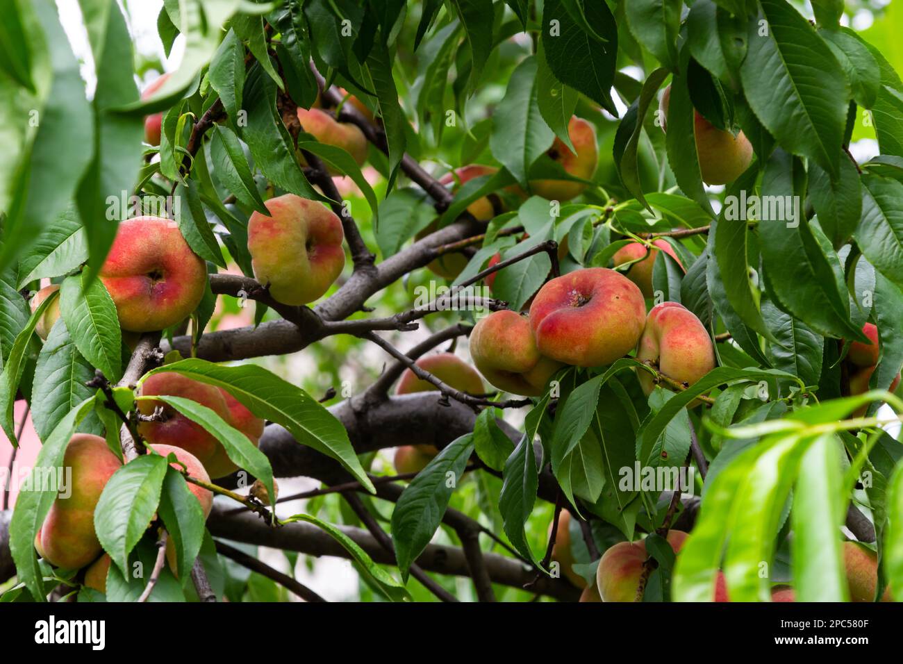 Saturn peaches growing hi-res stock photography and images - Alamy