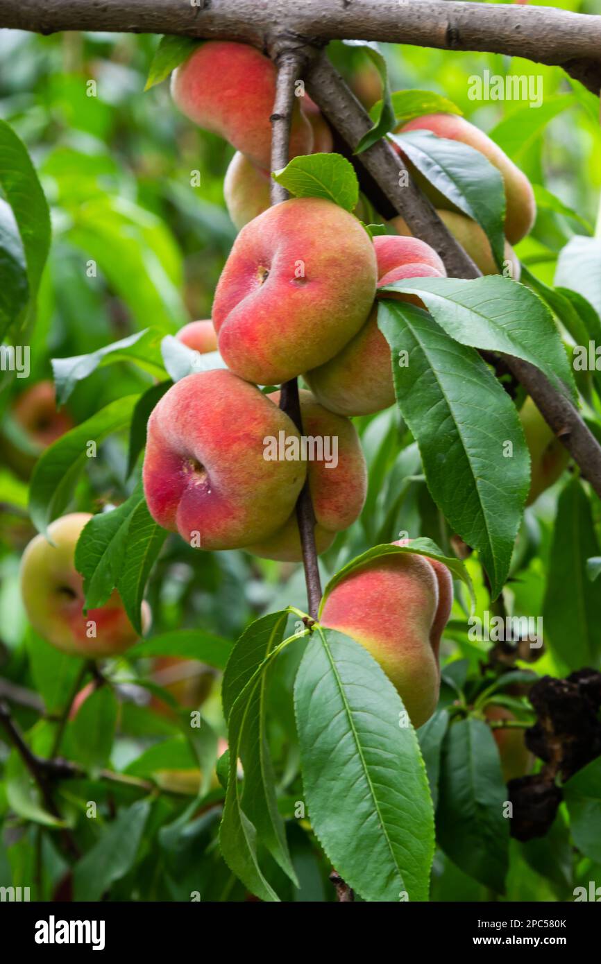 Saturn peaches growing hi-res stock photography and images - Alamy