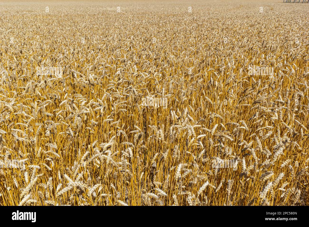 Grains on the field, redy for harvest, golden wheat in the sun. Fields ...