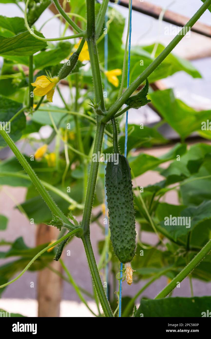 plant cucumber with yellow flowers. Juicy fresh cucumber close-up macro ...