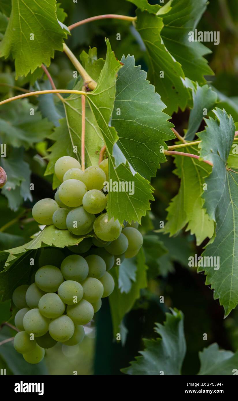 Vine ripe grapes on plantation hi-res stock photography and images - Alamy