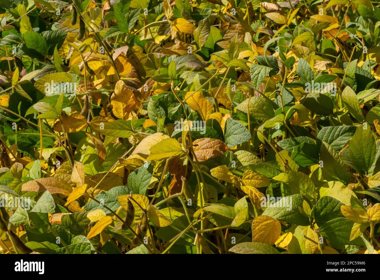 soybean shell in the soybean field. yellow and brown pods. Productivity ...