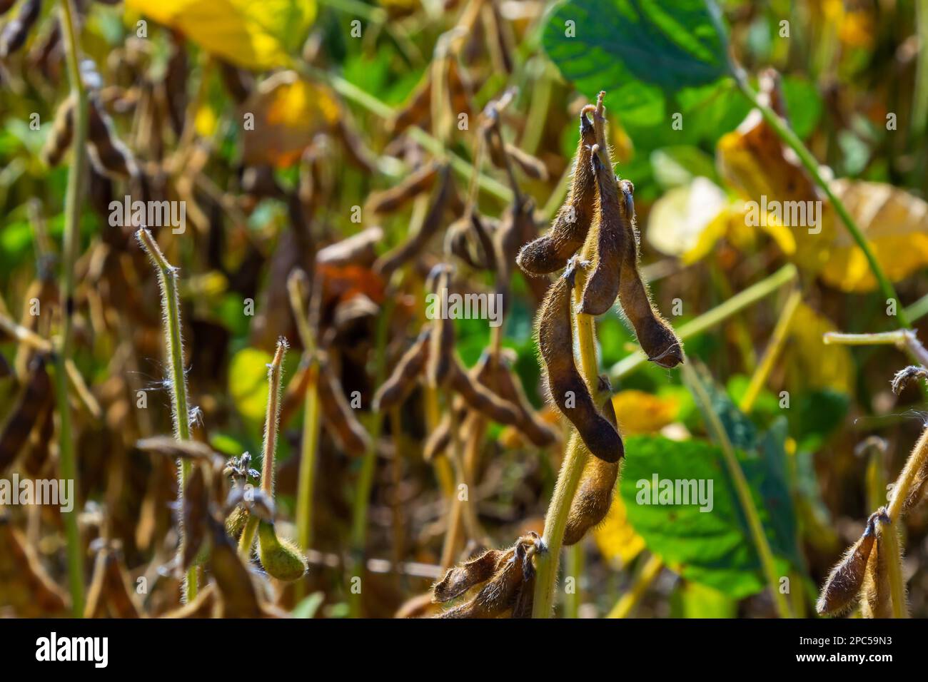 soybean shell in the soybean field. yellow and brown pods. Productivity ...