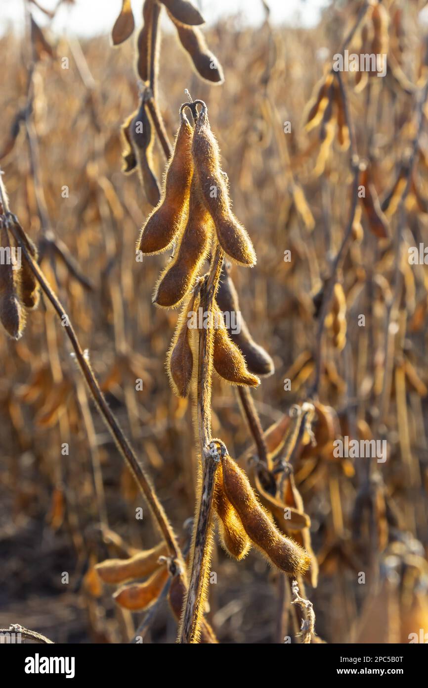 Soybeans pod macro. Harvest of soy beans - agriculture legumes plant ...