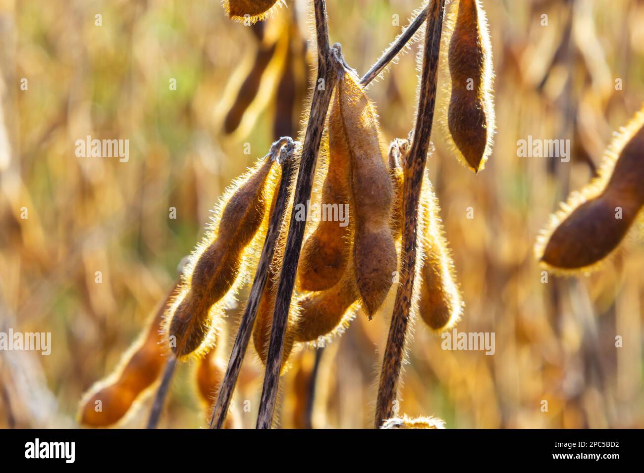 Soybean fields. Ripe golden-yellow soybean pods at sunset. Soybean ...