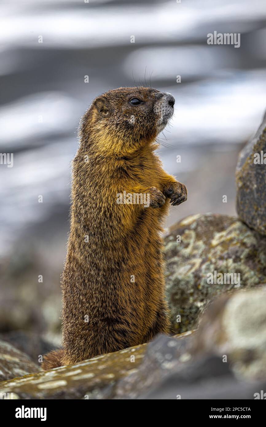 Yellow-bellied Marmot (Marmota flaviventris) on the Levee in Lewiston ...