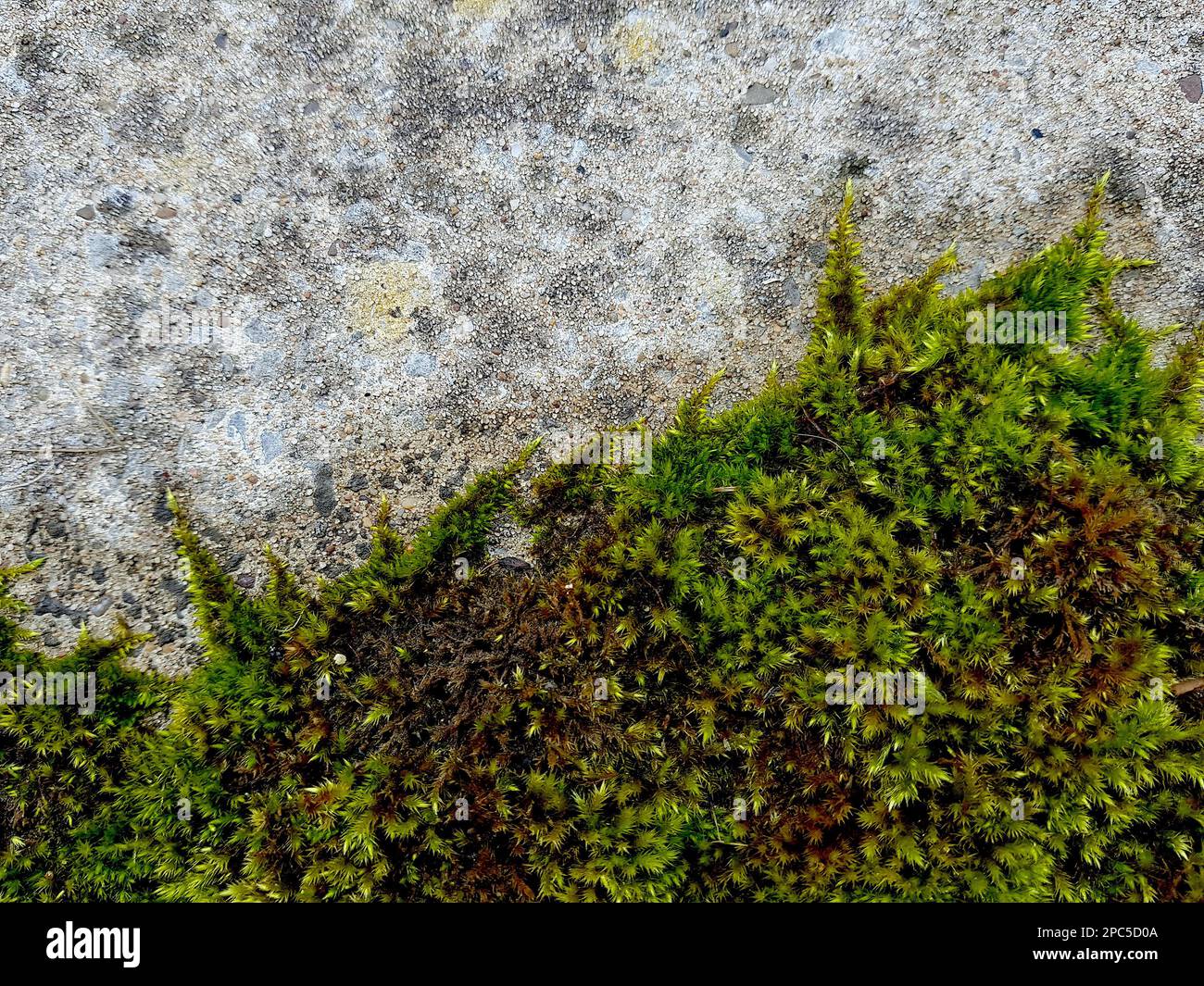 Moss growing on house hi-res stock photography and images - Alamy