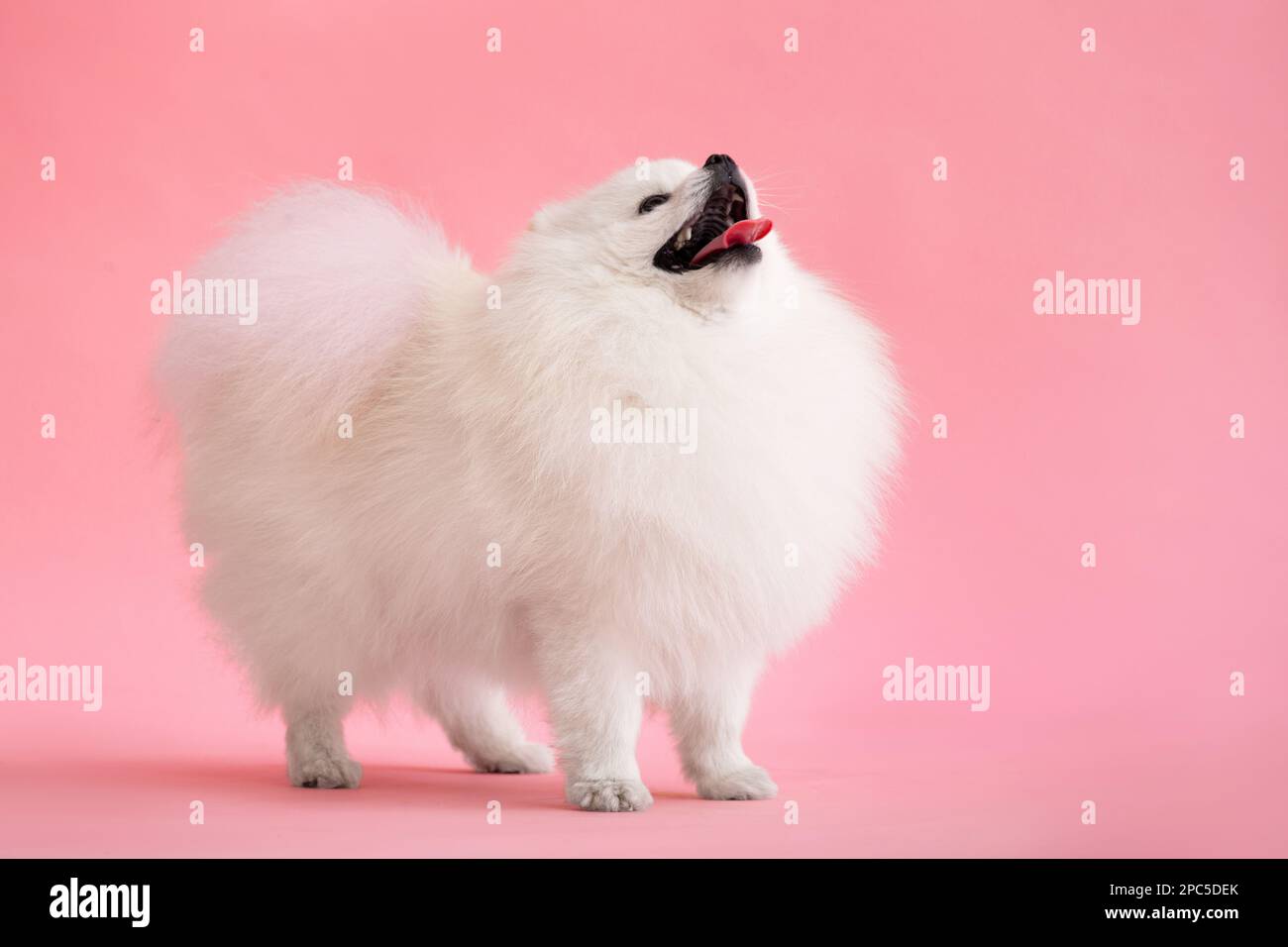 Portraite of cute fluffy puppy of pomeranian spitz. Little smiling dog ...