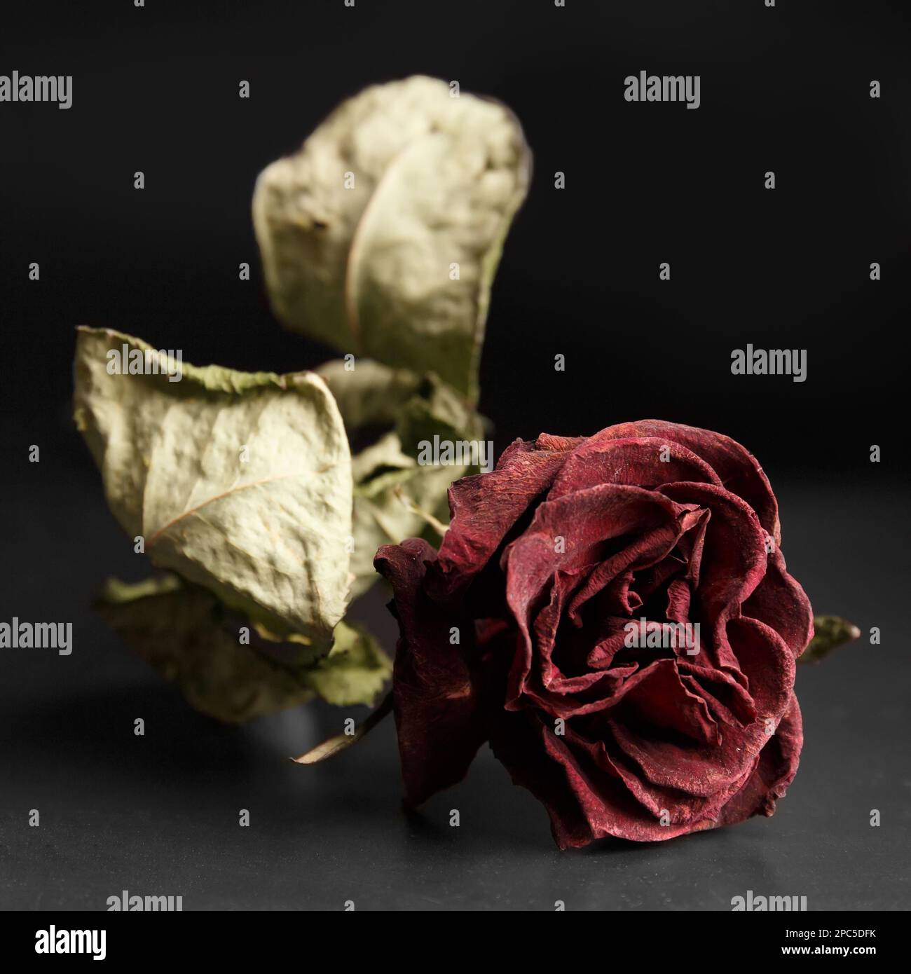 Red dry rose on a black background. Dried rose on dark. Unhappy love ...