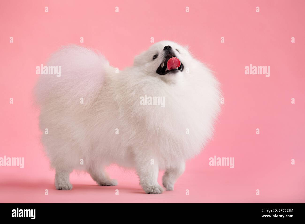 Portraite of cute fluffy puppy of pomeranian spitz. Little smiling dog ...