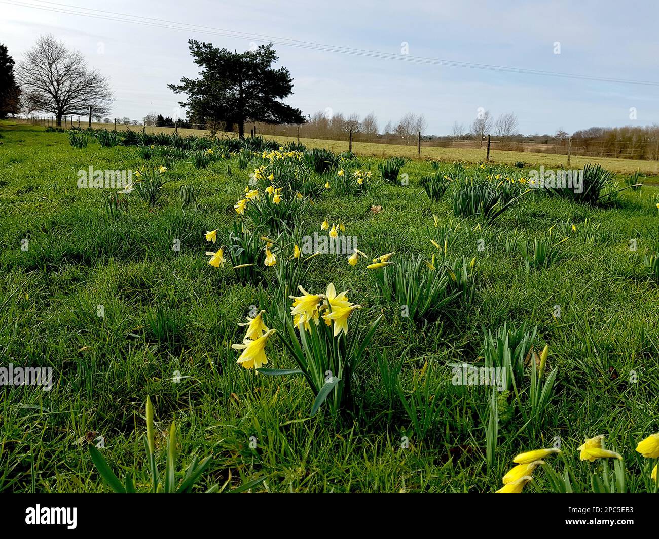 A field of daffodils with meadows and woods in the distance Stock Photo ...