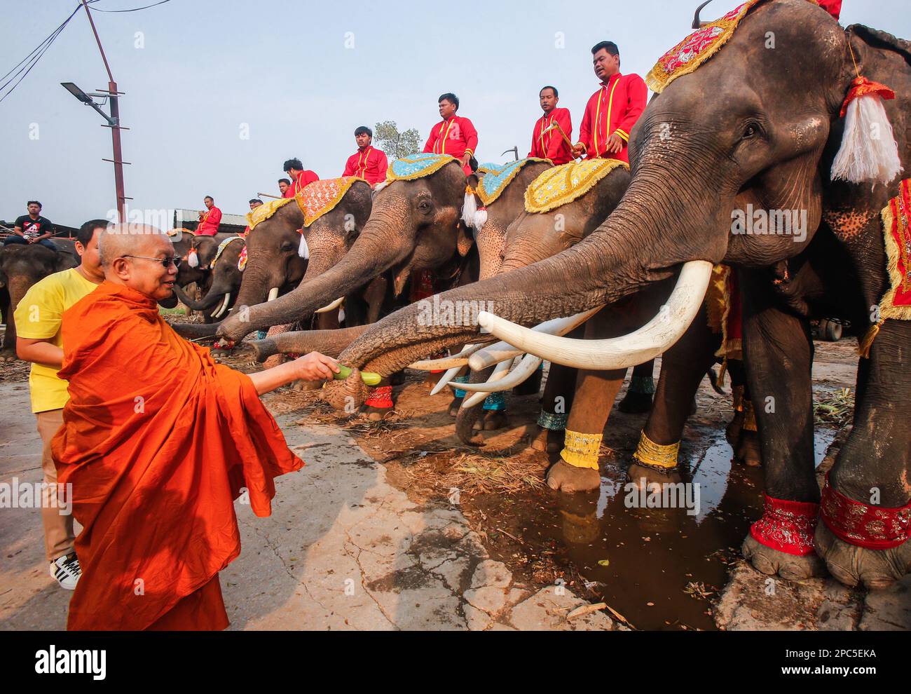 Ayutthaya, Thailand. 13th Mar, 2023. A Buddhist monk feeds fruit to an ...