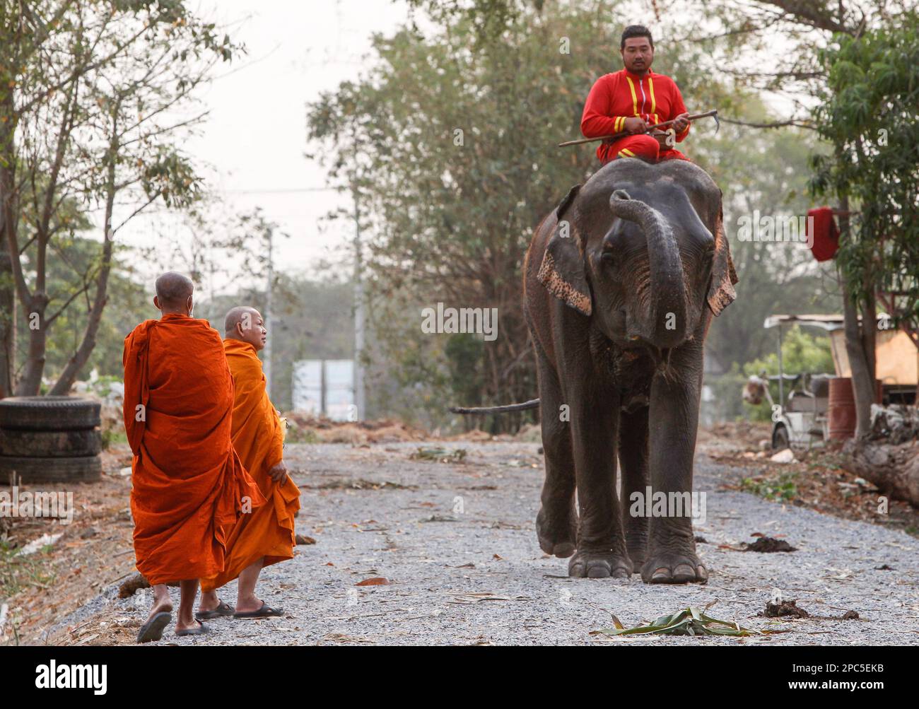 Ayutthaya, Thailand. 13th Mar, 2023. Buddhist monks walk past a mahout ...