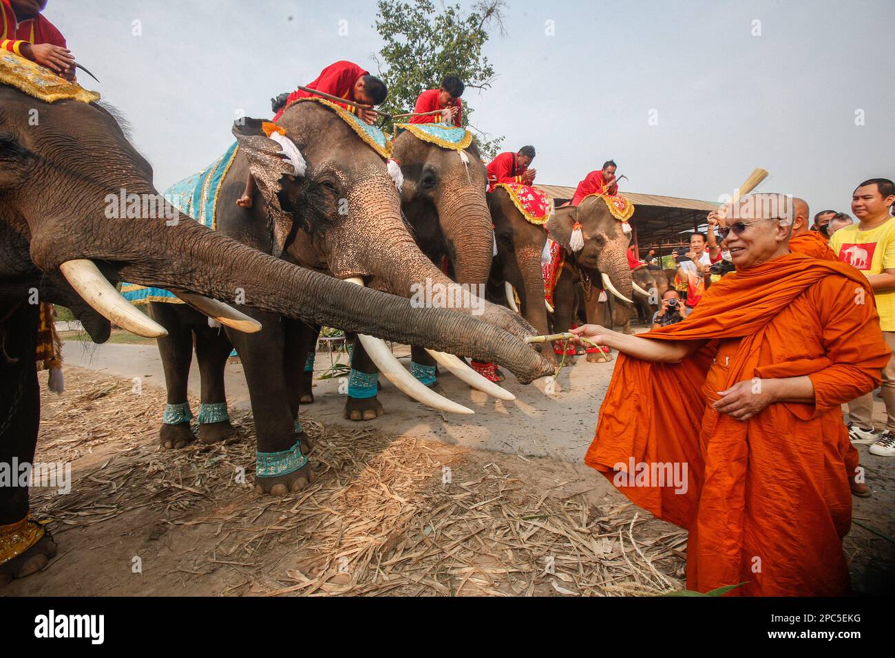 Ayutthaya, Thailand. 13th Mar, 2023. A Buddhist monk feeds fruit to an ...