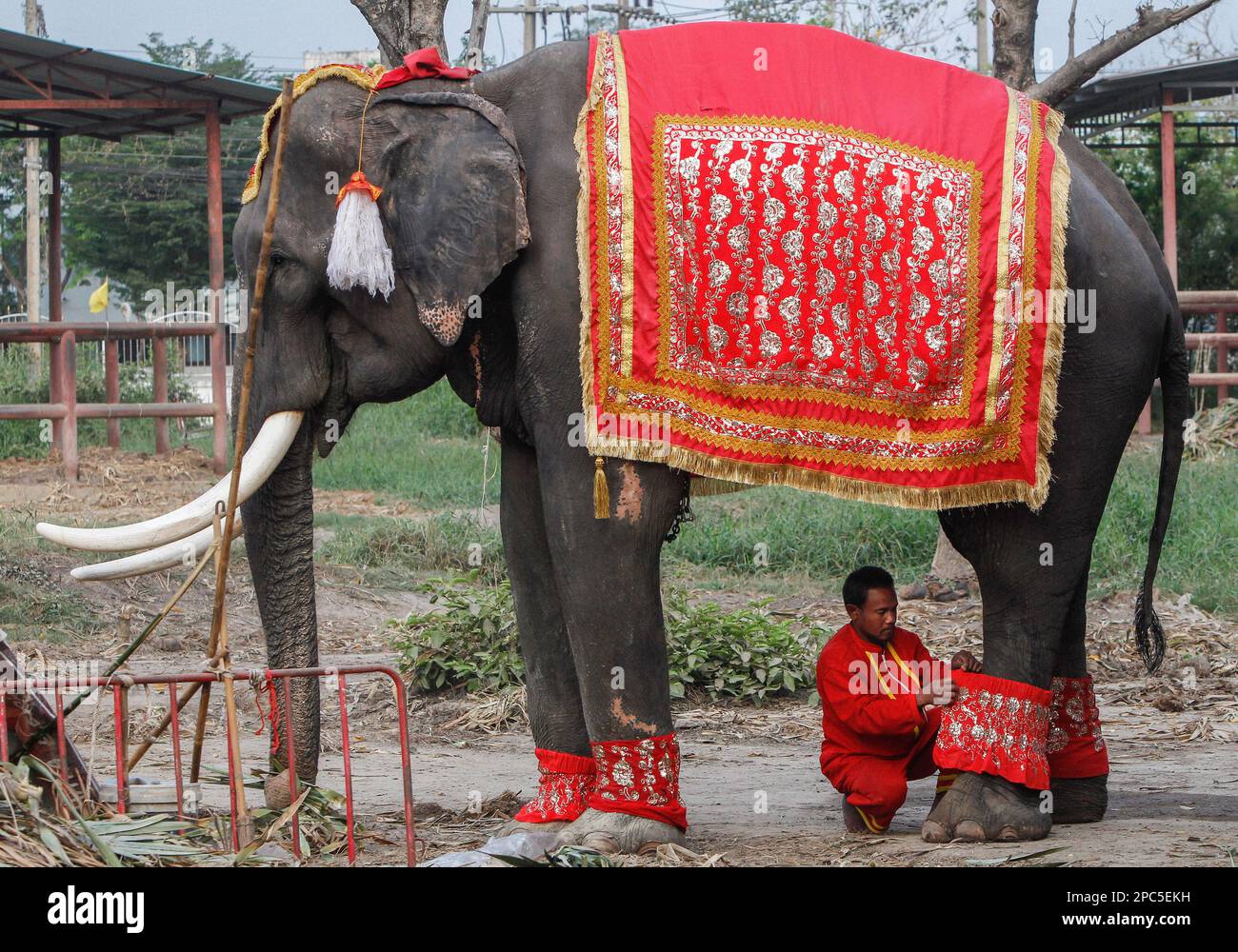 Ayutthaya, Thailand. 13th Mar, 2023. A mahout prepares his elephant ...