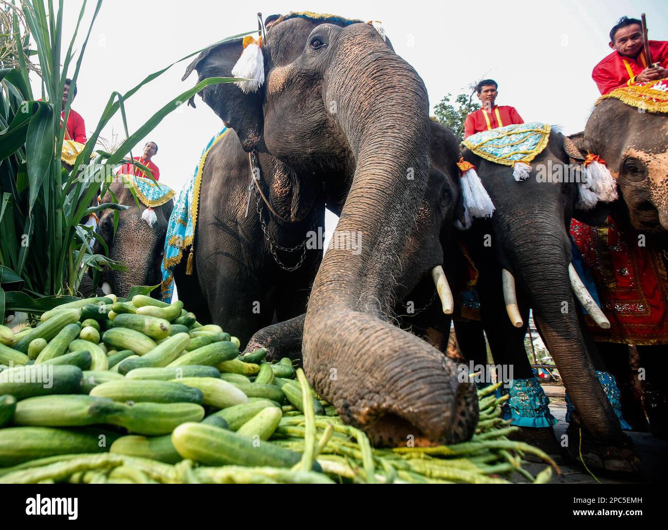 Ayutthaya, Thailand. 13th Mar, 2023. Elephants enjoy a "buffet" of ...