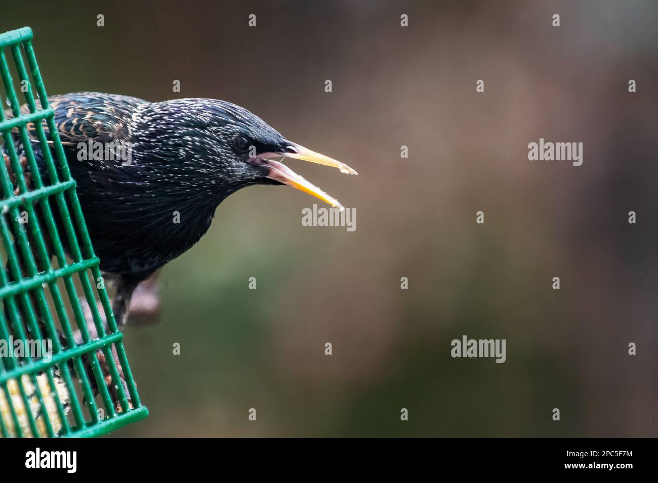 European starling at suet feeder Stock Photo - Alamy