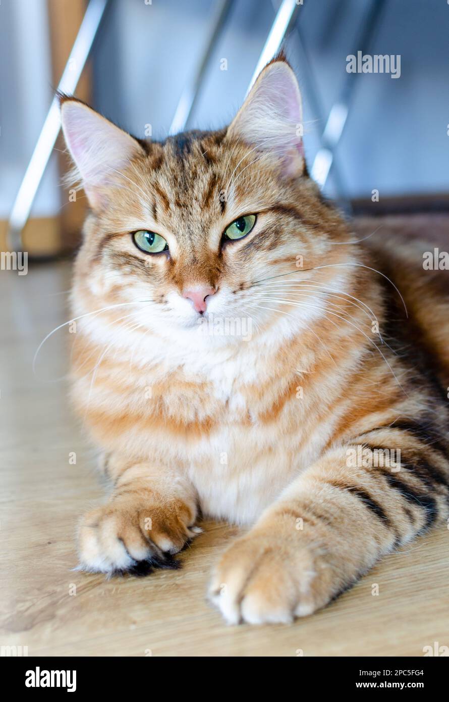 Portrait of a red Ginger stripped color siberian cat with yellow green ...