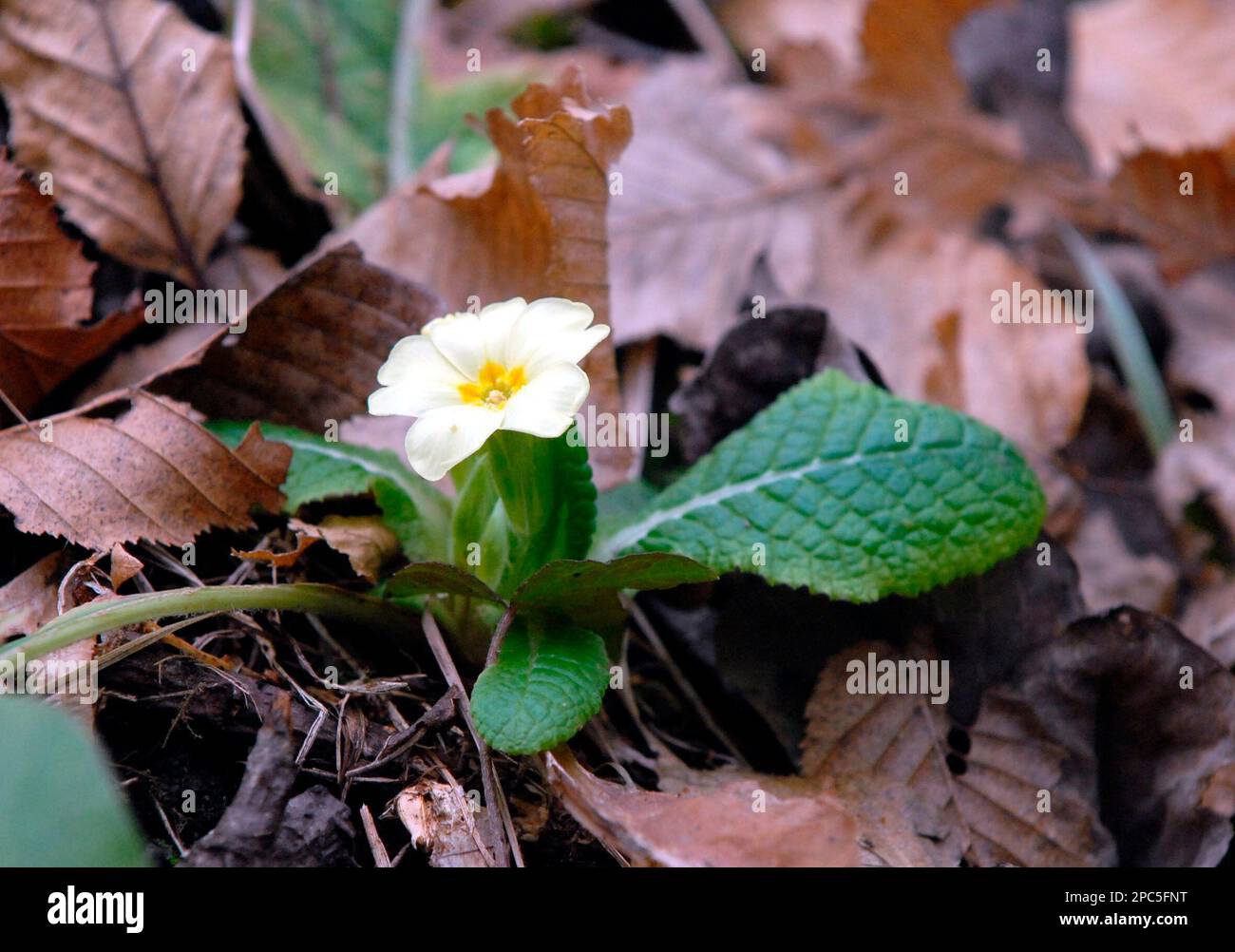 A primula blooms in the Mecsek mountains near Pecs, southern Hungary ...