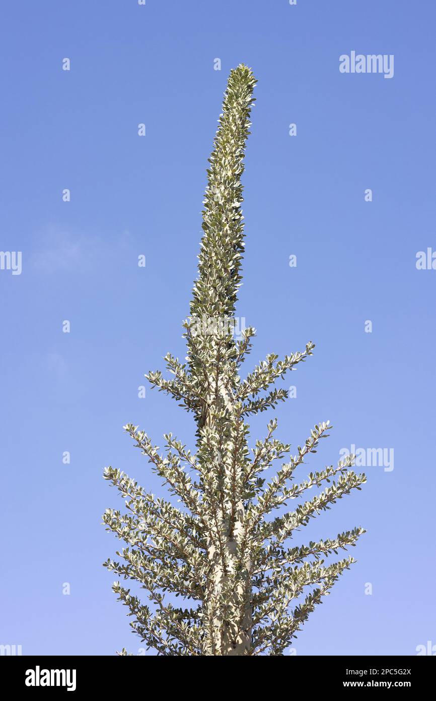 Fouquieria columnaris - boojum tree Stock Photo - Alamy