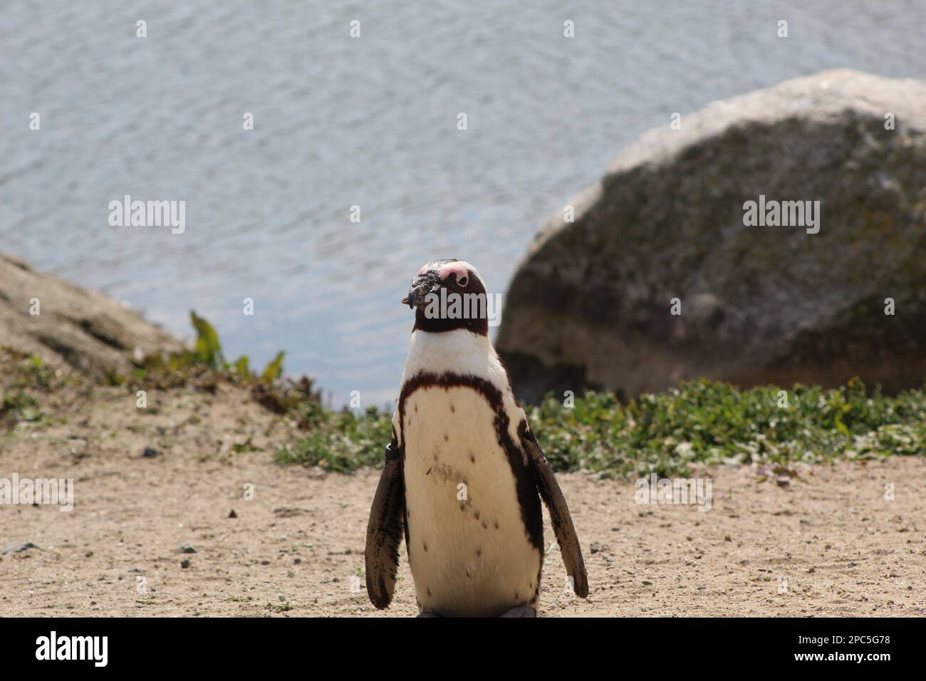 A penguin in the wonderful pairi daiza. Just simple thoughts Stock ...