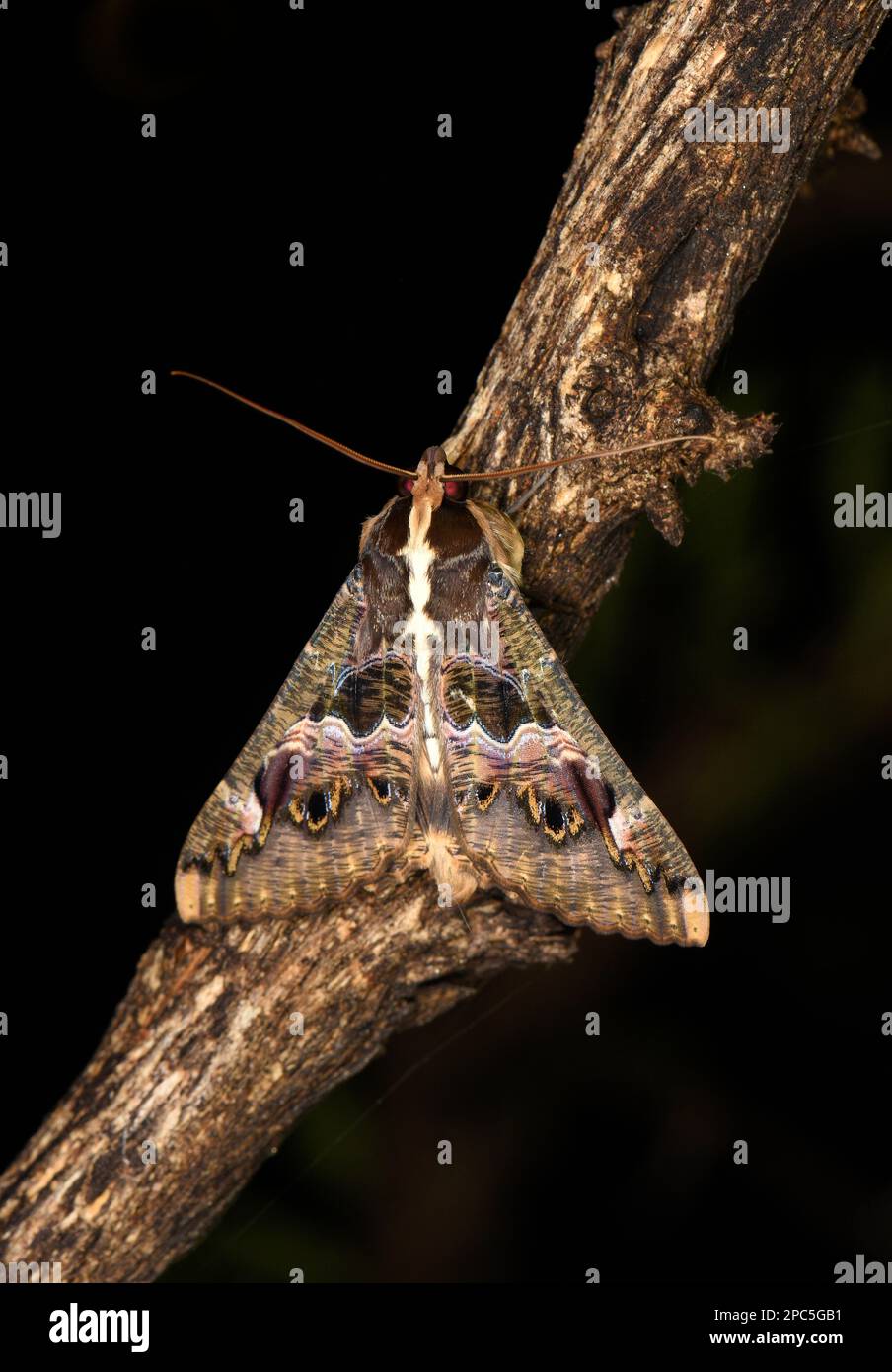 Sundowner Moth (Sphingomorpha chlorea) adult resting on branch at night ...